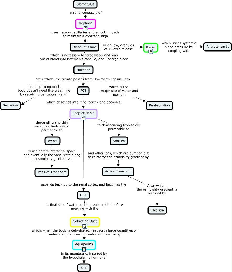 Urinary System Concept Map